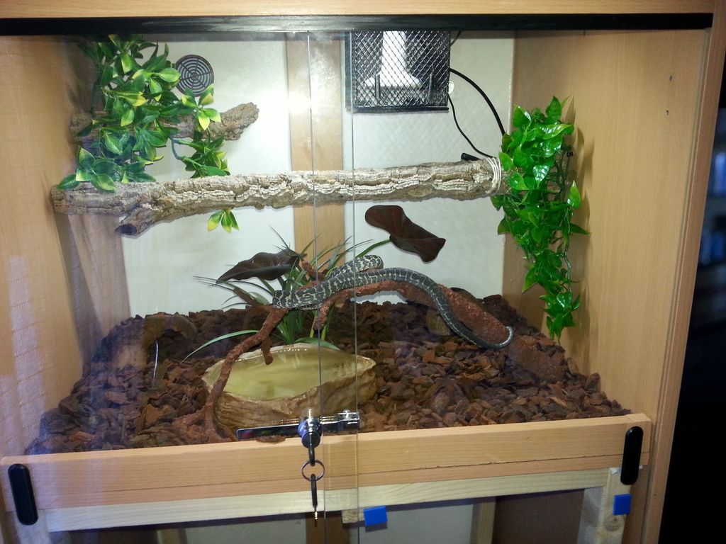 ** Carpet Python Thread ** | Page 157 | Reptile Forums